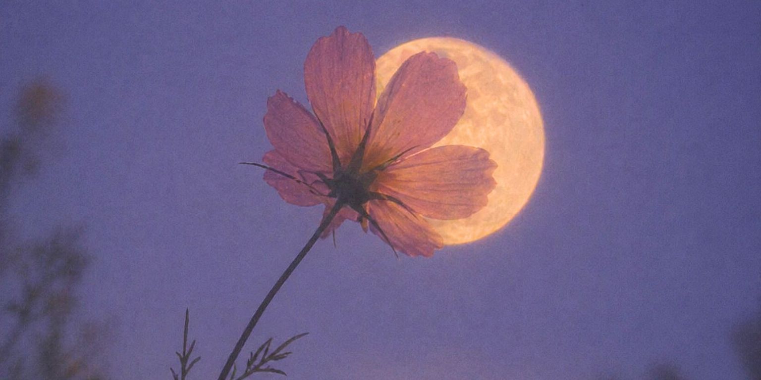 Flower Moon Manifestations for 4 Birth Months Who Need to Start New on ...